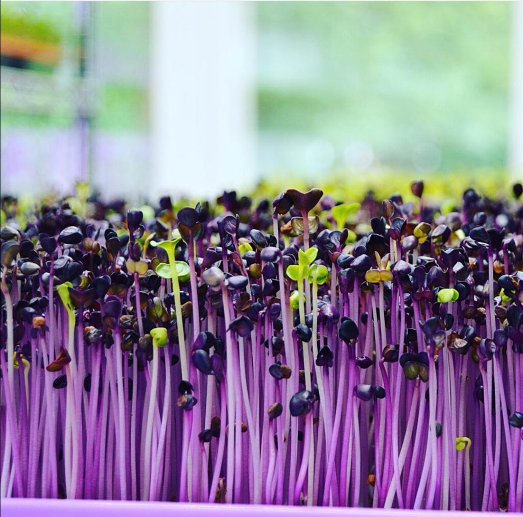 Repollo Morado - Orgánicos ONC