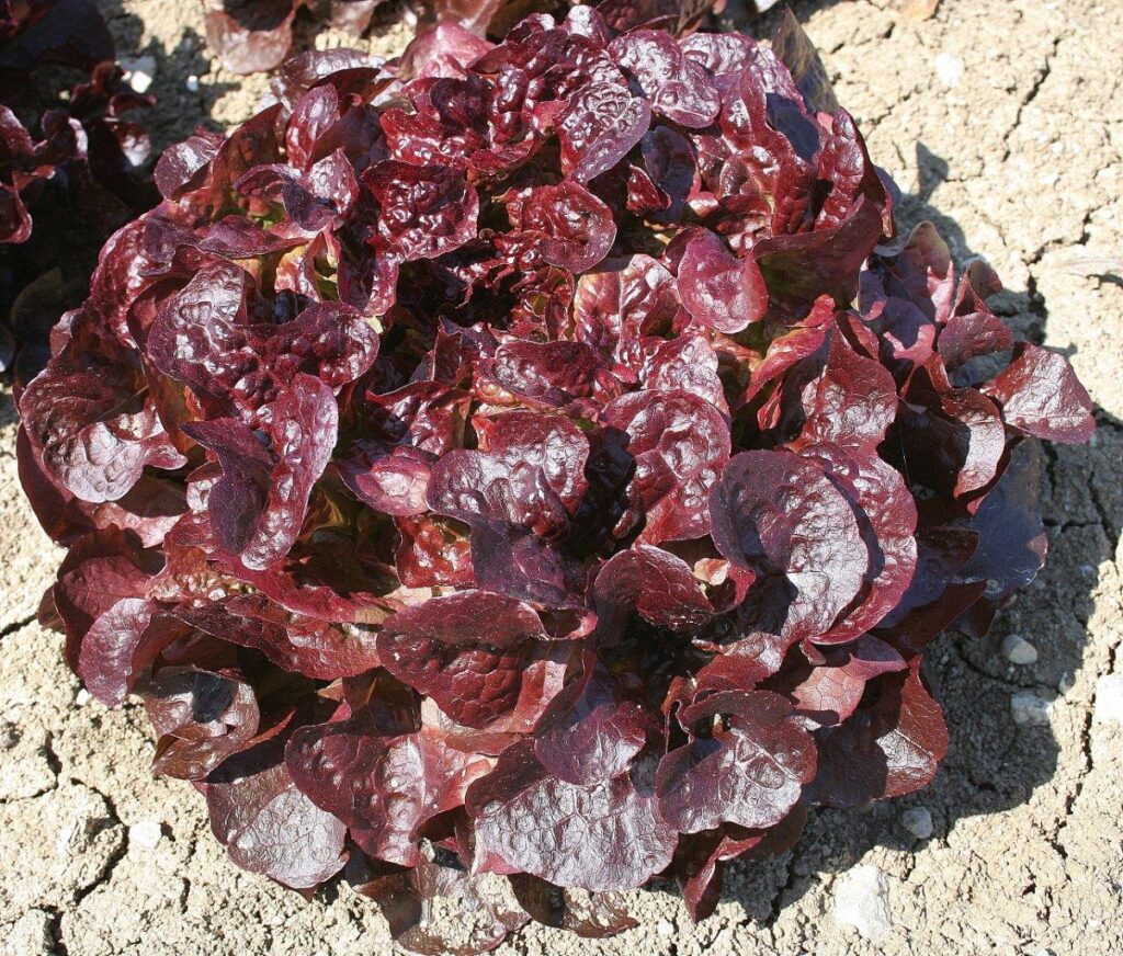 Lechuga Roja - Orgánicos ONC